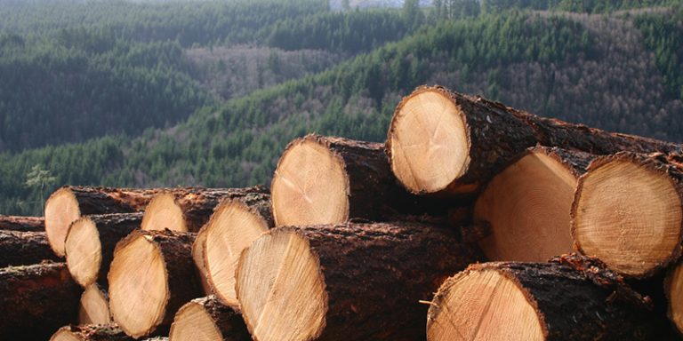 Why Sustainability is Important to the Timber Industry